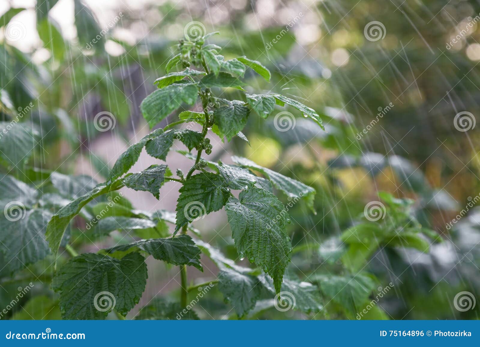 Raspberry bush in the rain stock photo. Image of drop - 75164896
