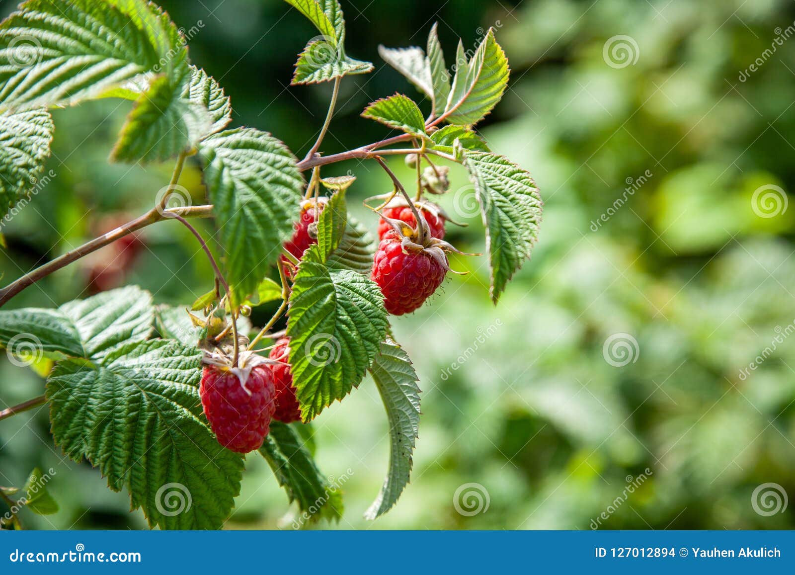 Raspberry Bush with Red Ripe Berries on a Summer Day Stock Photo ...