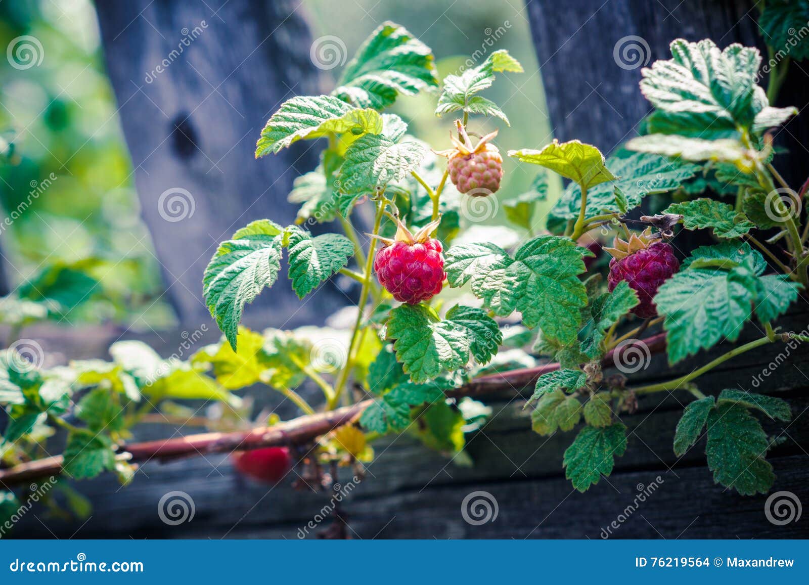 Raspberry Bush with Ripe Berries Stock Photo - Image of season ...