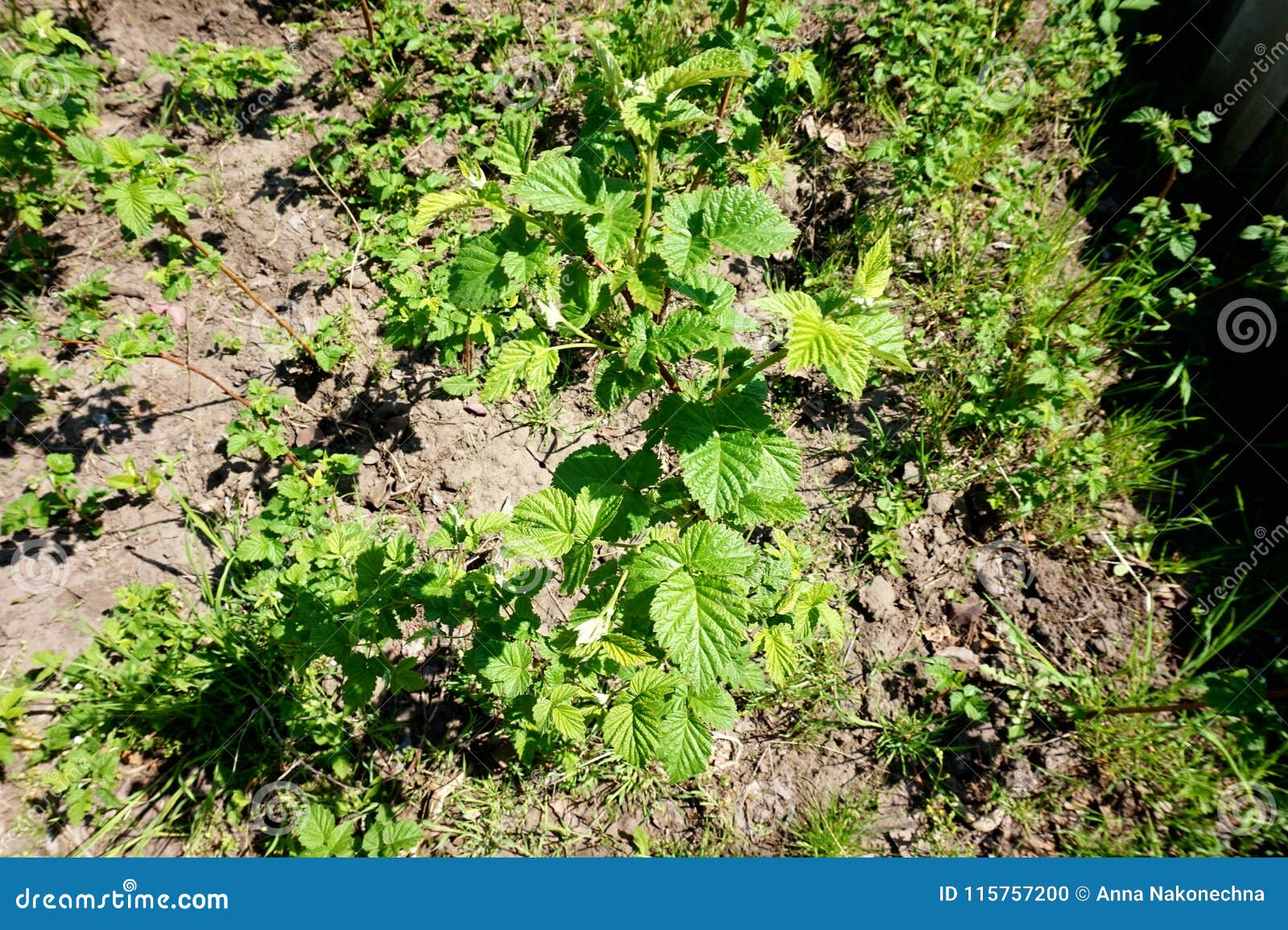 A Raspberry Bush that Starts To Bloom in the Garden Stock Photo - Image ...