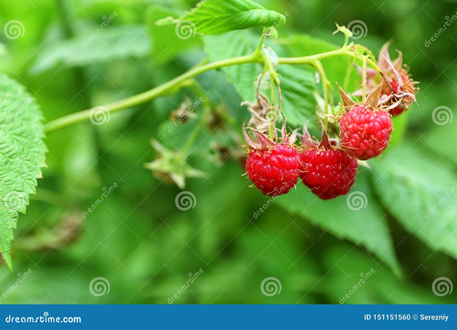 Raspberry Bush With Ripe And Ripening Raspberries Stock Photo ...