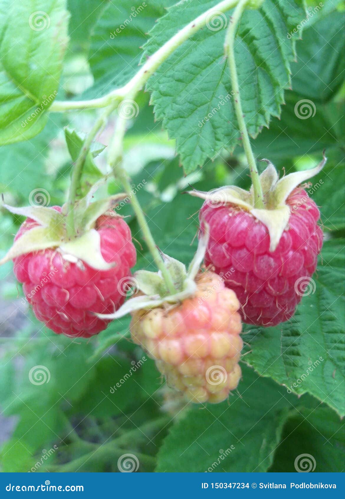 Raspberry on Bush Summer in Garden Stock Photo - Image of freshness ...