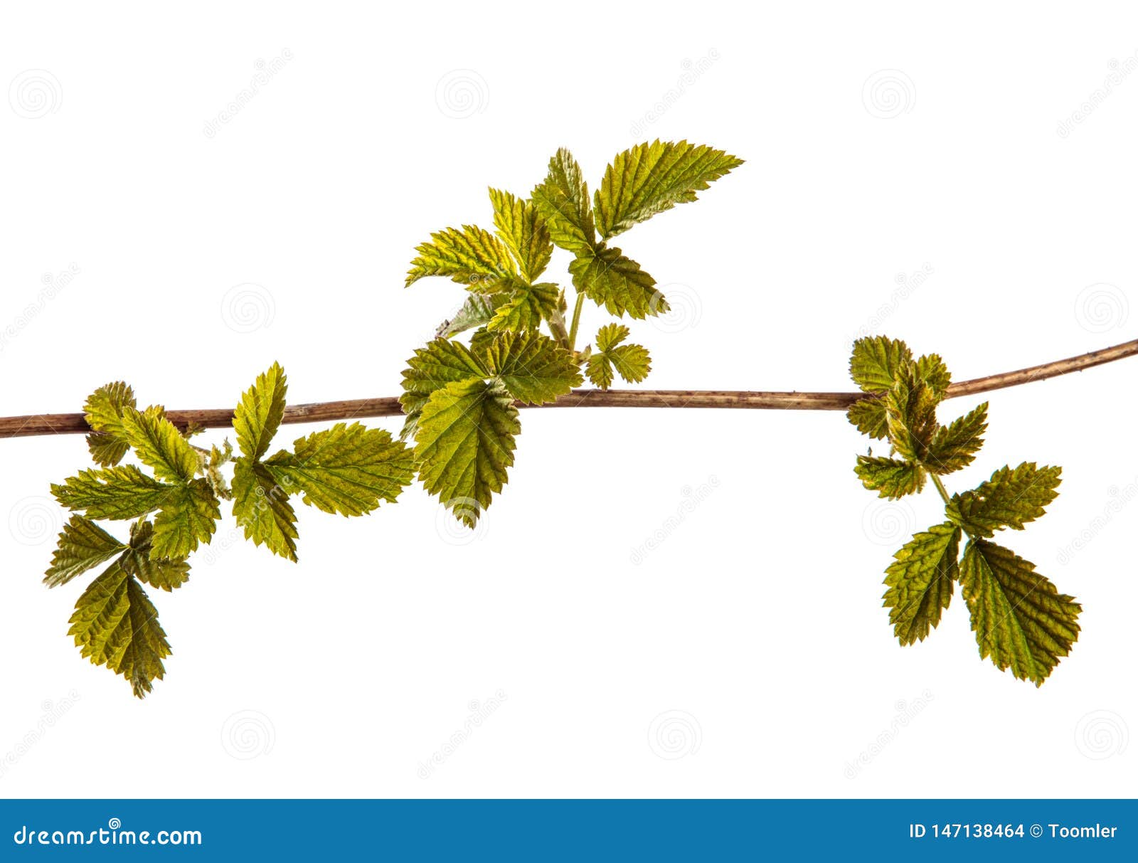Raspberry Bush with Young Green Leaves. Isolated on White Stock Photo ...