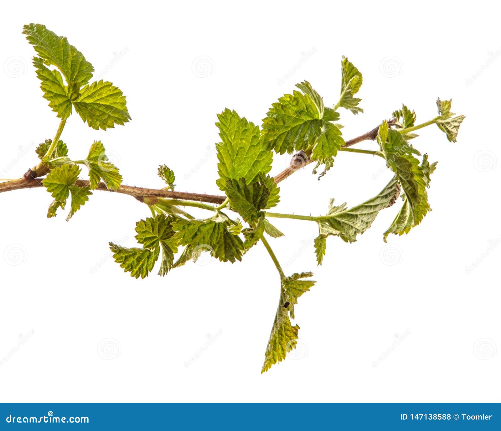 Raspberry Bush with Young Green Leaves. Isolated on White Stock Photo ...