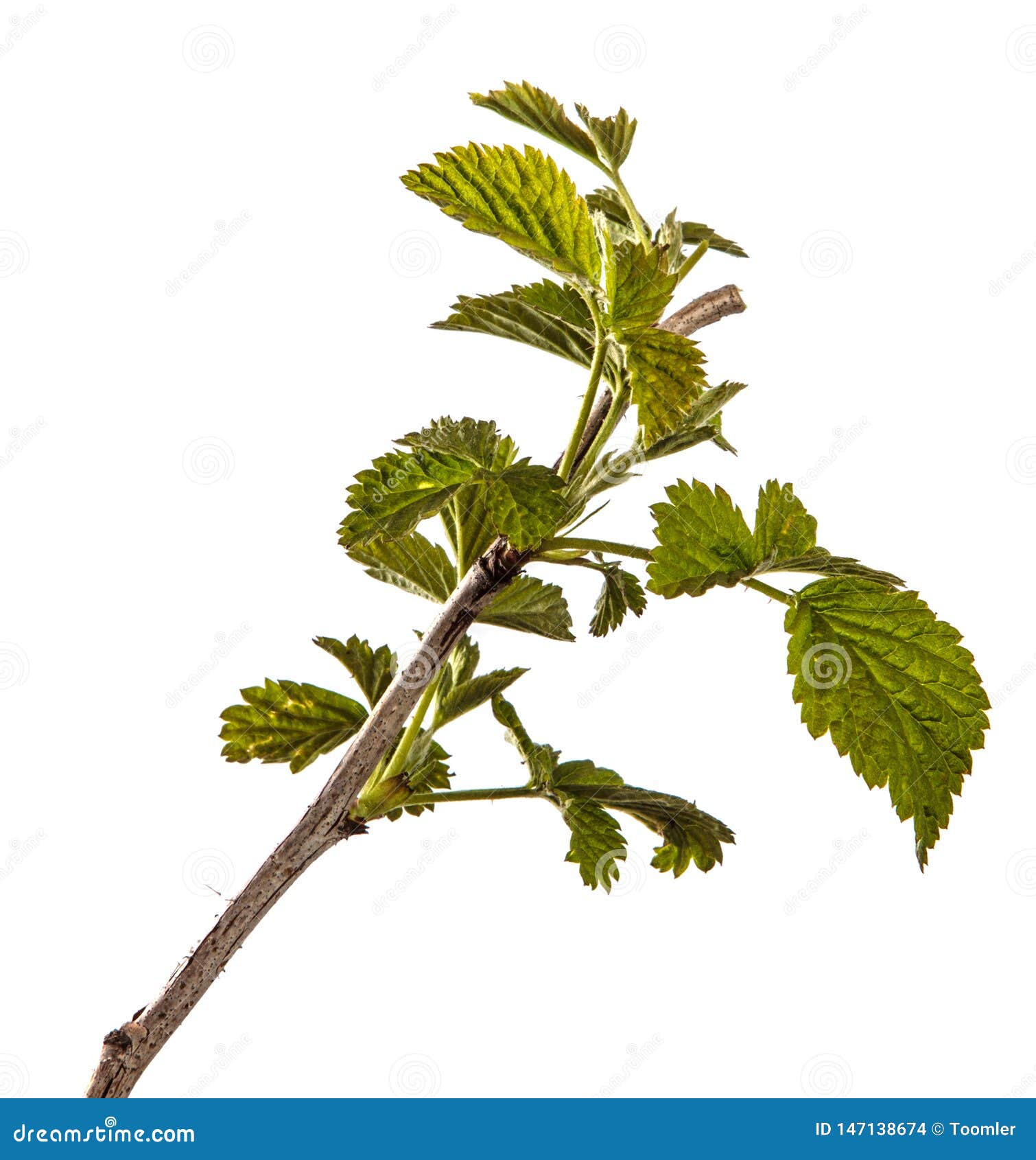 Raspberry Bush with Young Green Leaves. Isolated on White Stock Photo ...