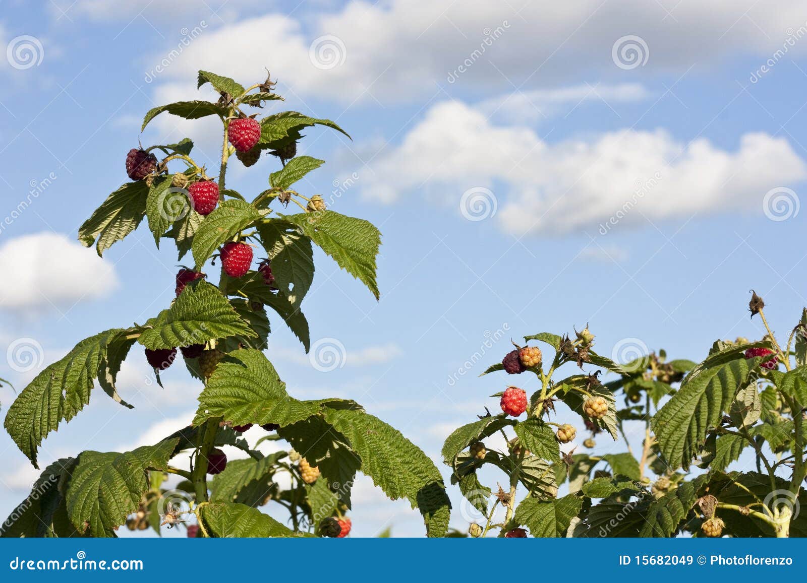 Raspberry Bushes with Blue Sky Stock Image - Image of foliage, blue ...