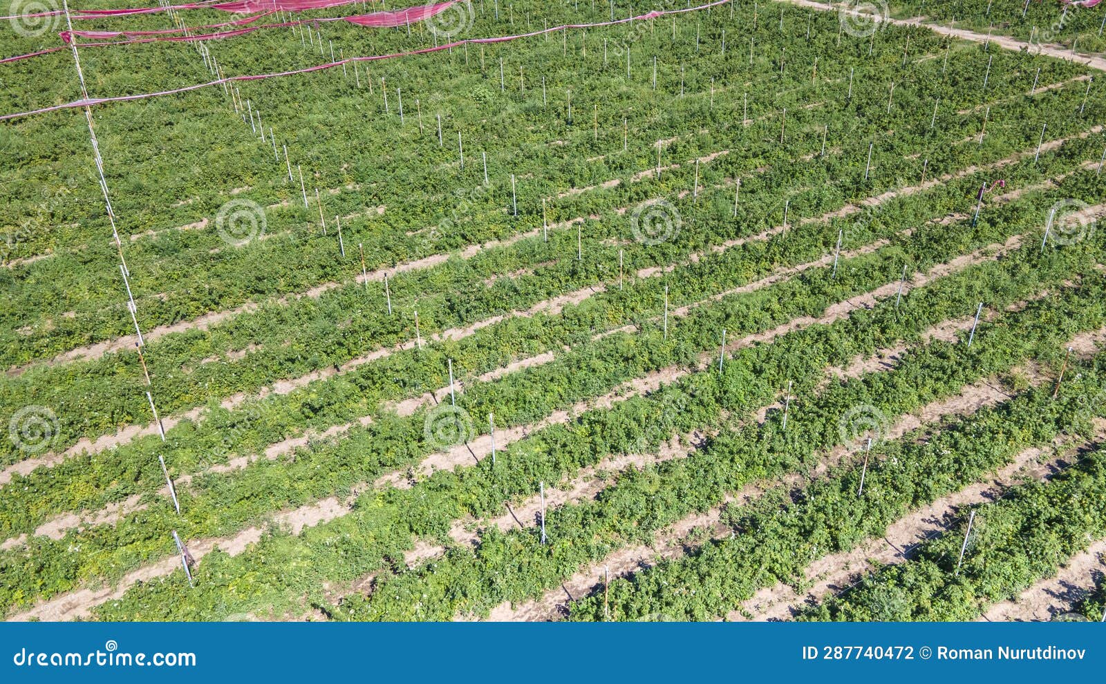 Raspberry Bushes in Farm Fields Stock Photo - Image of healthy ...
