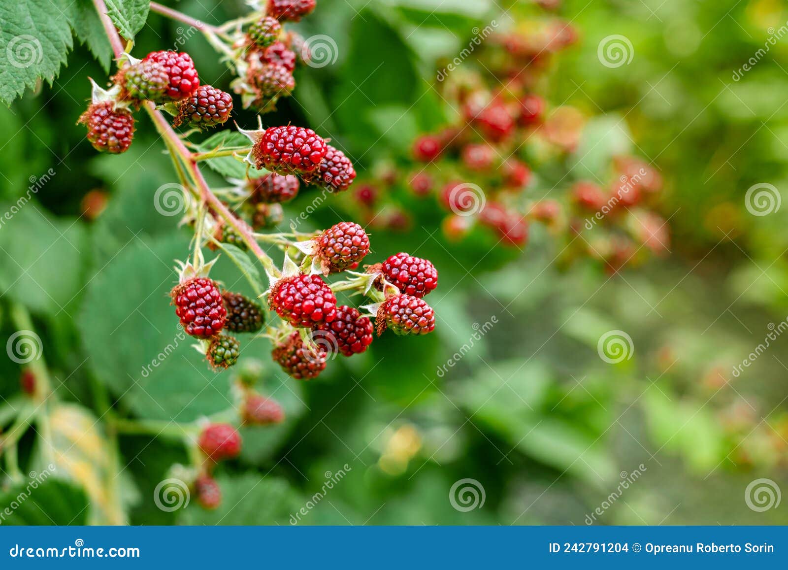 Raspberry Bushes in the Garden Stock Photo - Image of harvesting, bunch ...
