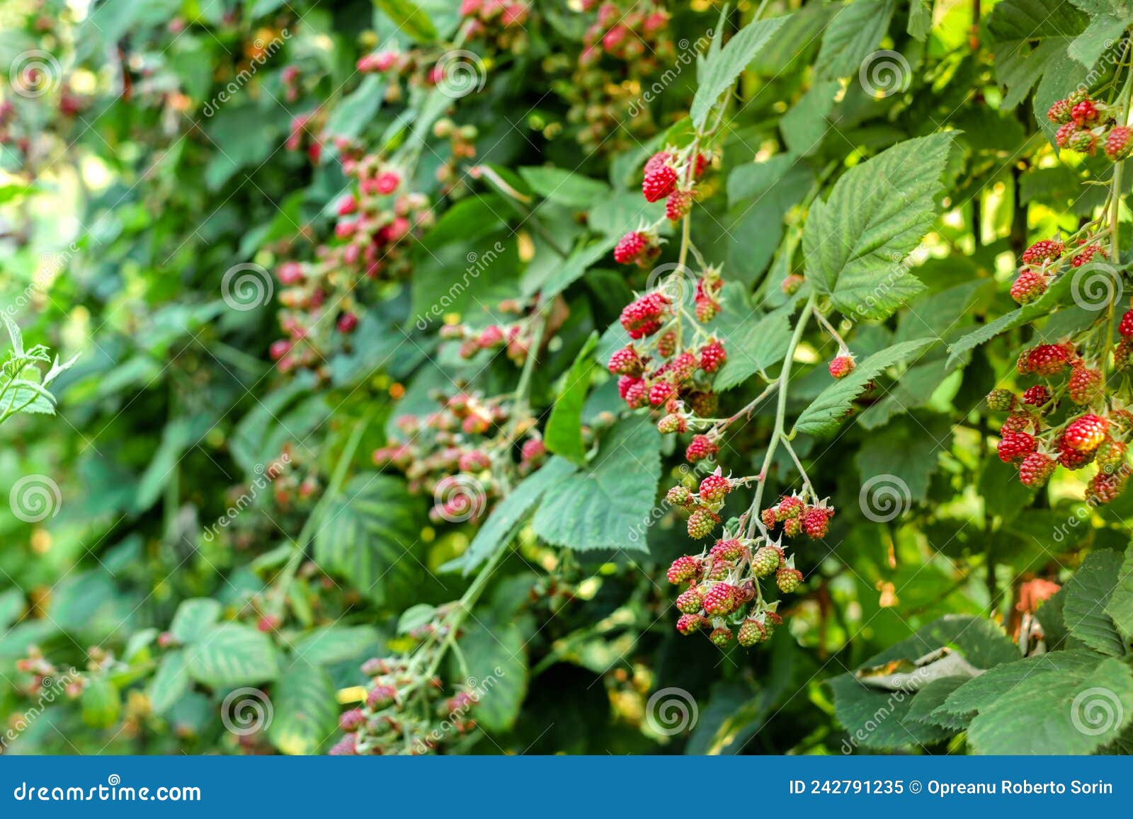 Raspberry Bushes in the Garden Stock Image - Image of growing, bushes ...