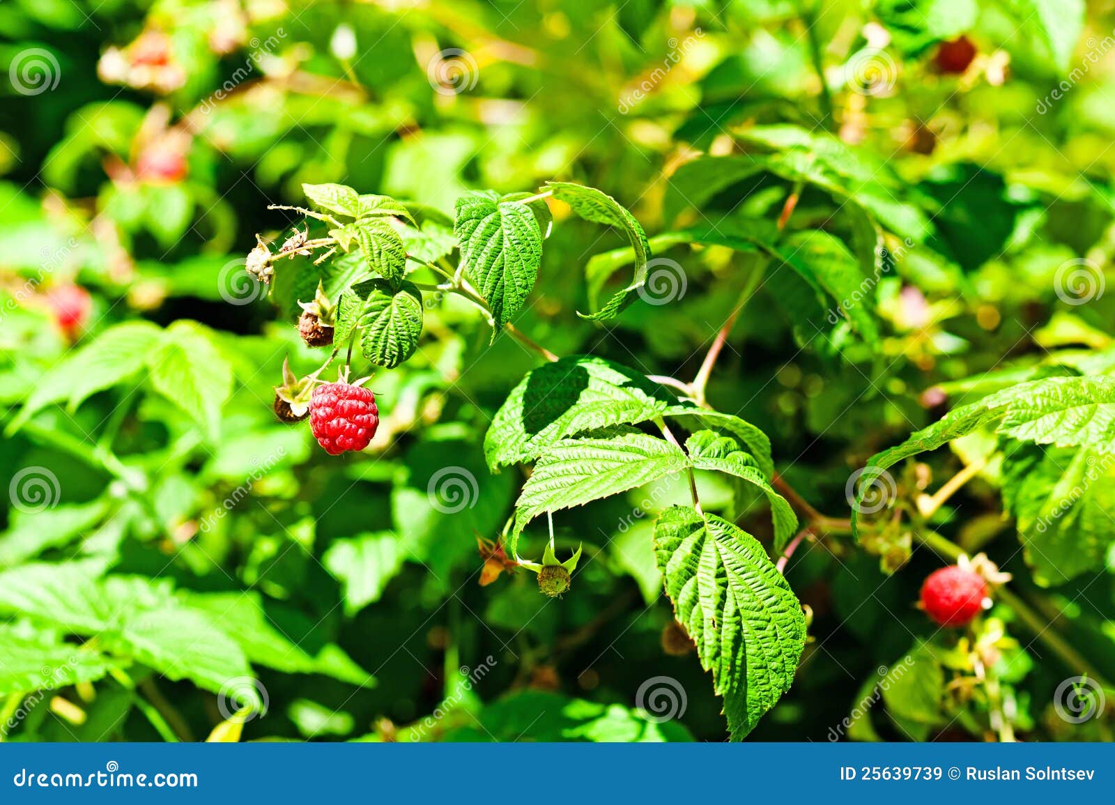 Raspberry cane stock image. Image of hold, berry, green - 25639739
