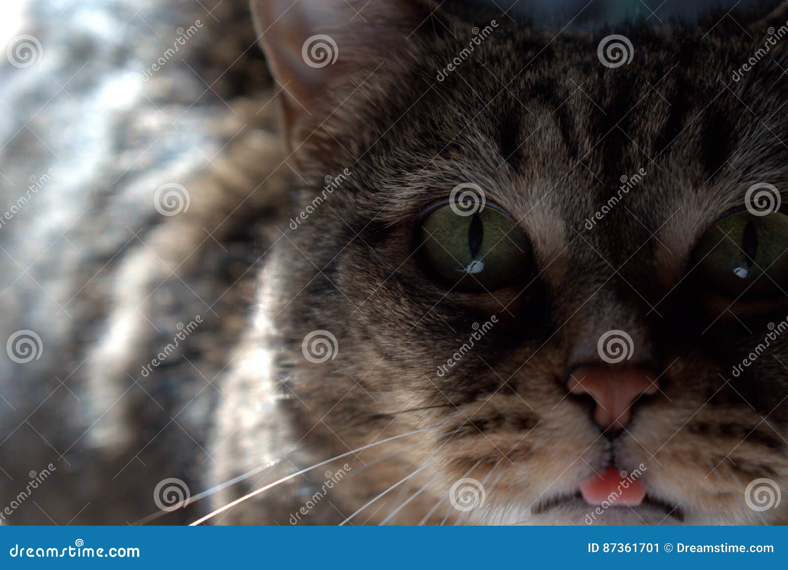 Raspberry Cat stock image. Image of blows, whiskers, catus - 87361701