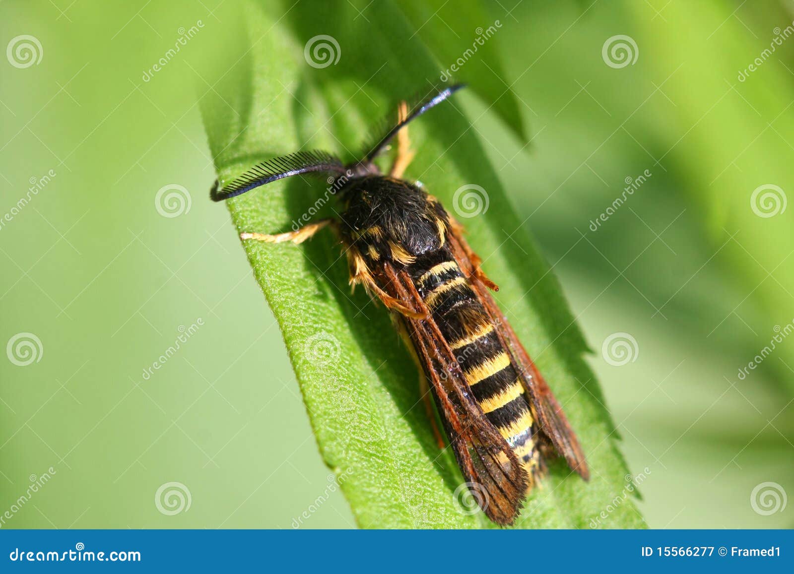 Raspberry Clearwing Moth stock image. Image of lepidoptera - 15566277
