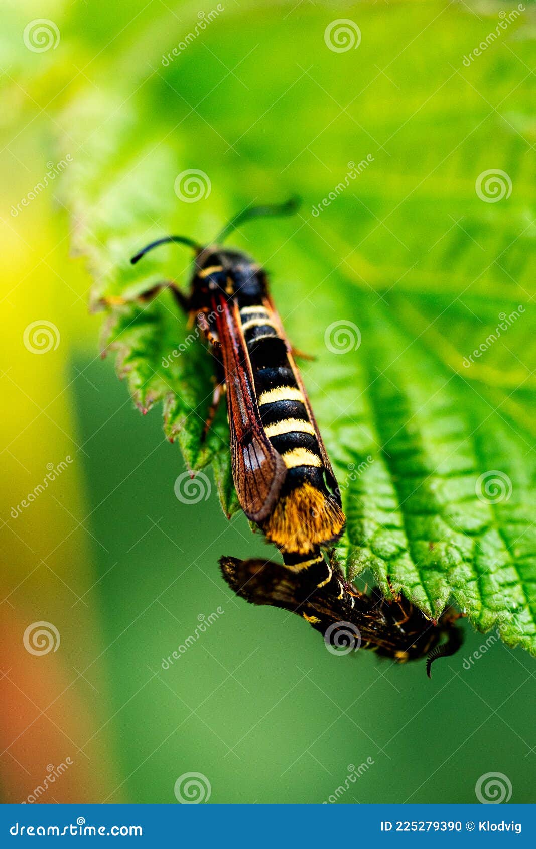 Raspberry Clearwing Moths Mating Stock Photo - Image of raspberry ...