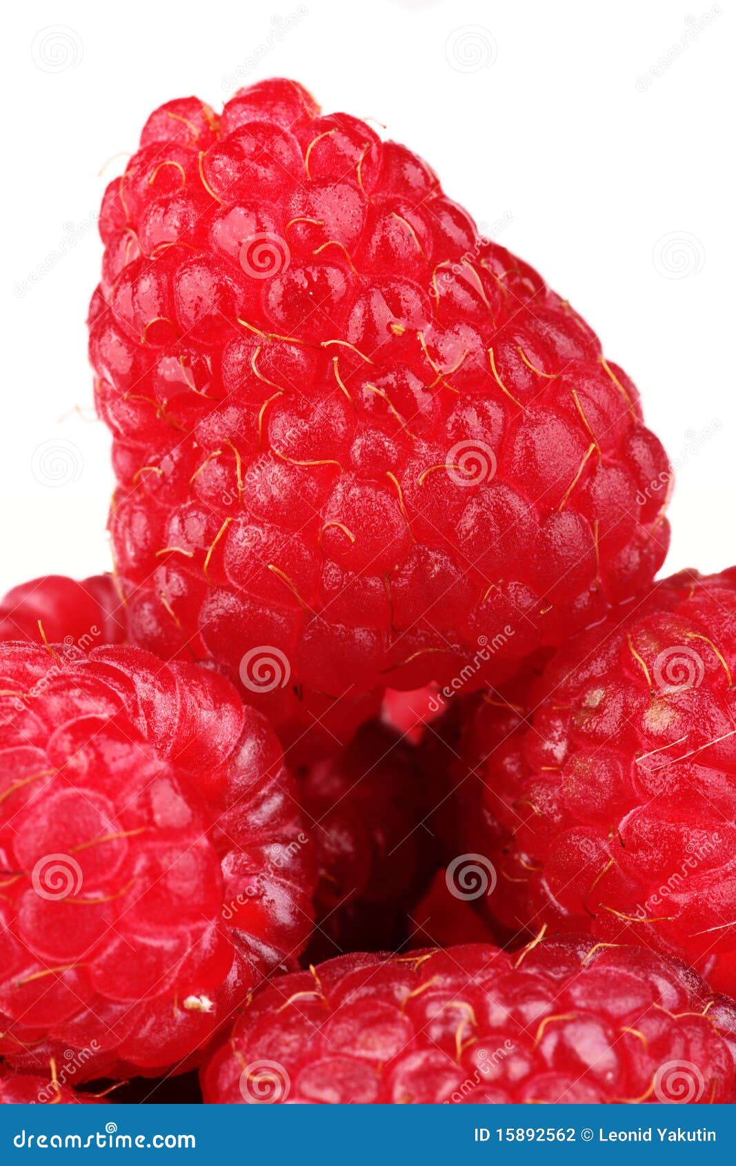 Raspberry close up stock photo. Image of ripe, close - 15892562
