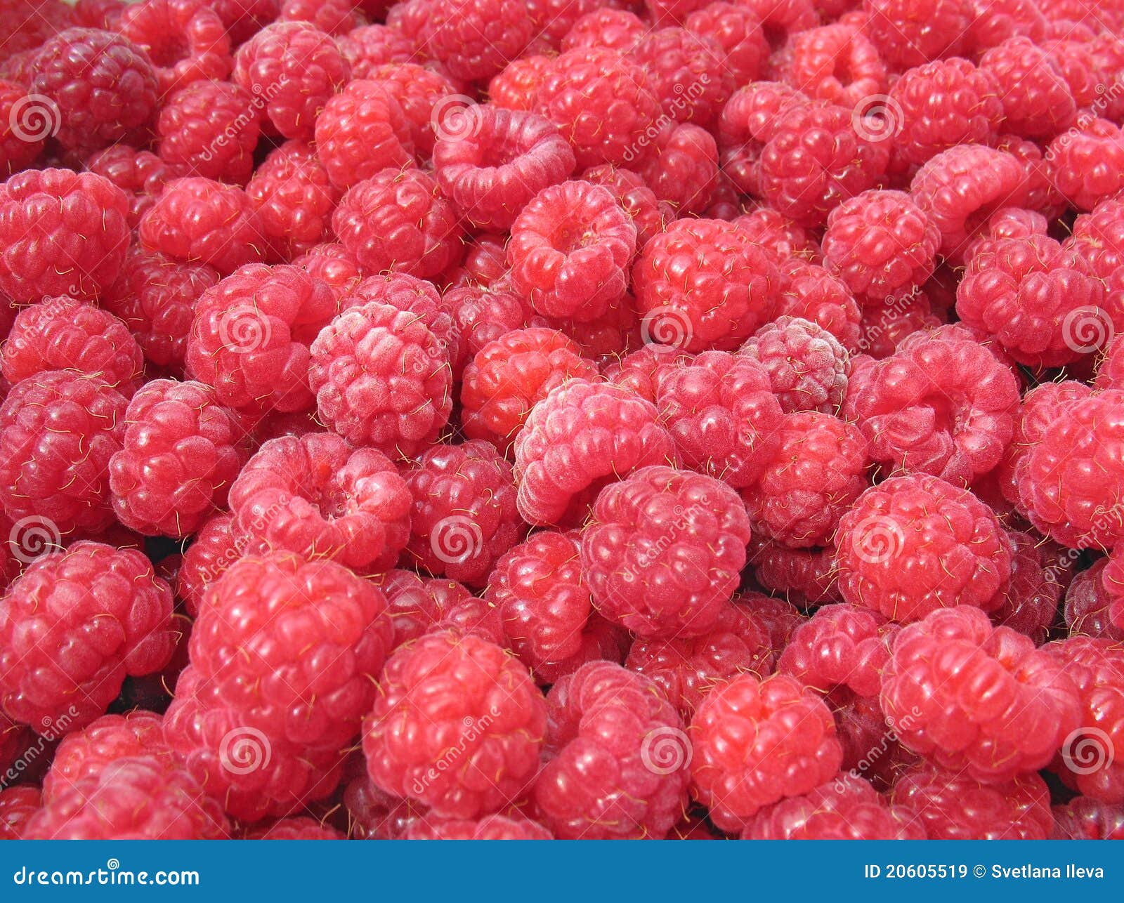 Raspberry. Close up stock image. Image of macro, berries - 20605519