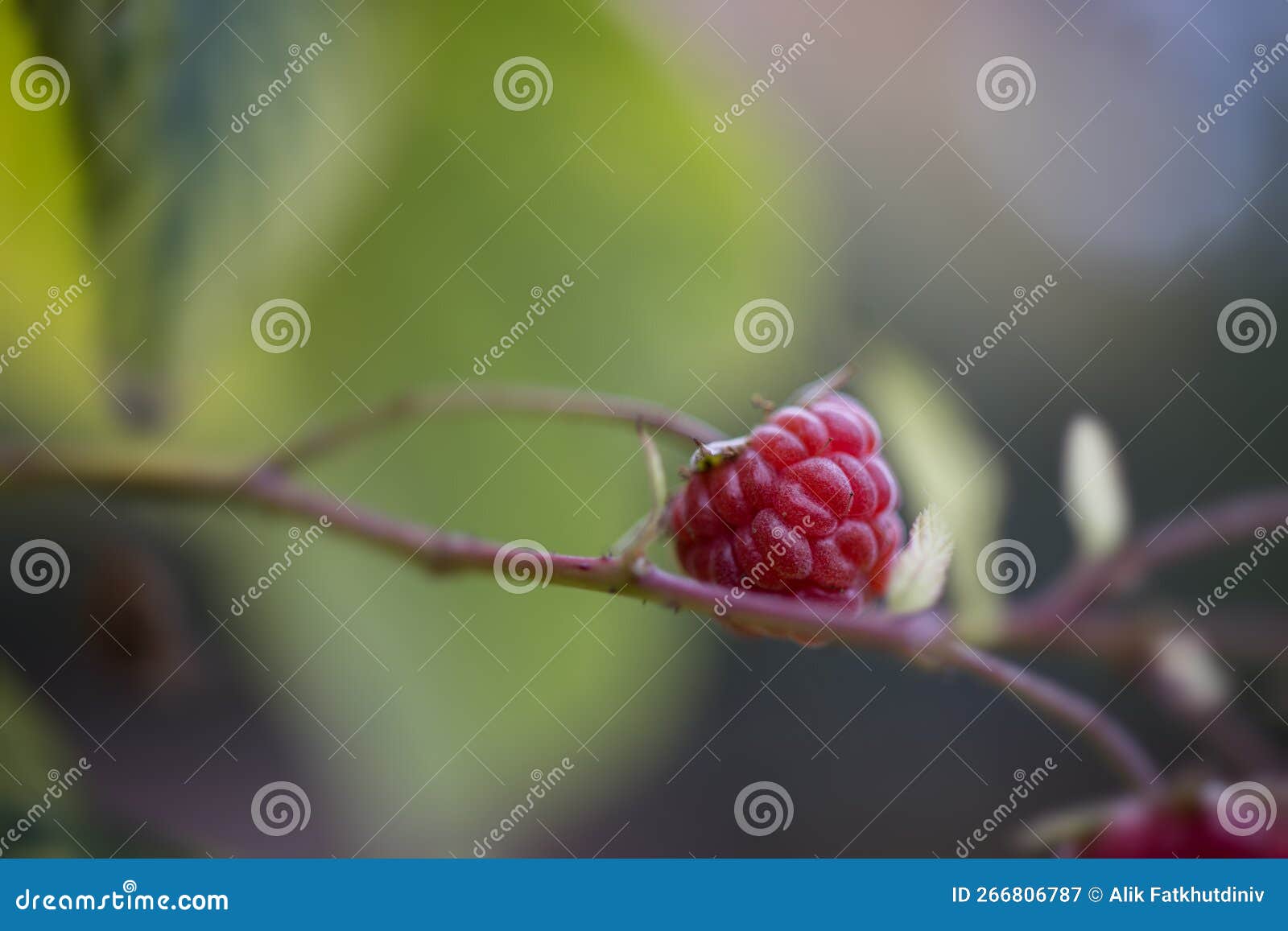 Ripe Raspberries on a Branch. Stock Image - Image of garden, bush ...