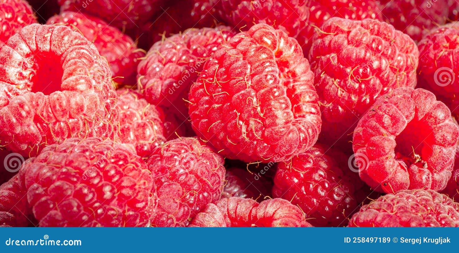 Close-up of Raspberries for Covers and Packaging Design Editorial Stock ...