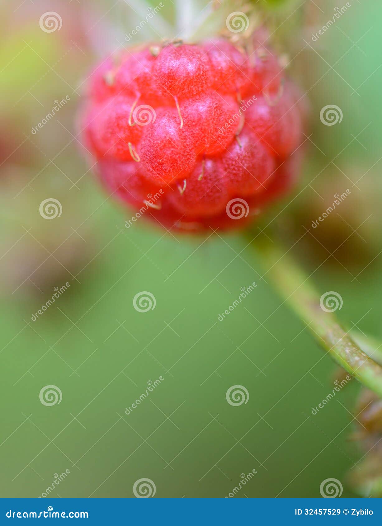 Raspberry close-up stock image. Image of natural, healthy - 32457529
