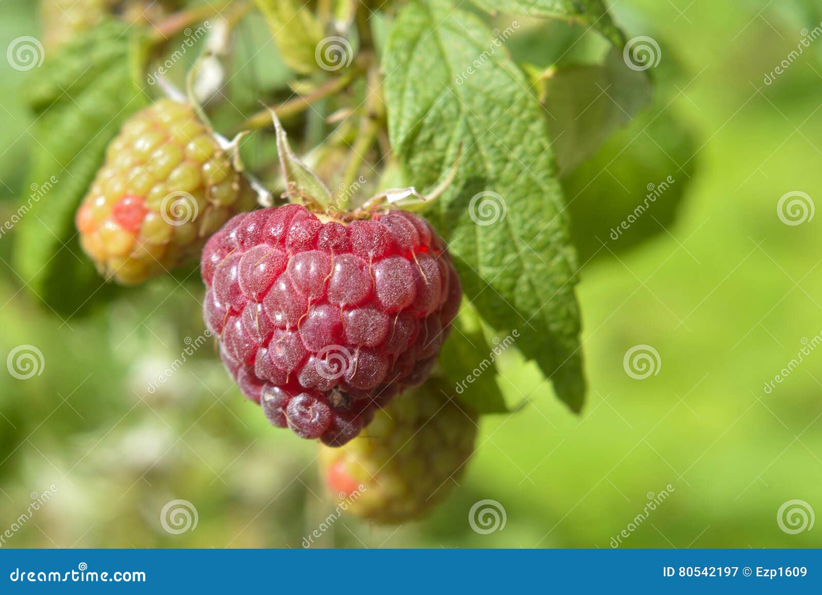 Raspberry stock image. Image of group, ripe, growing - 80542197