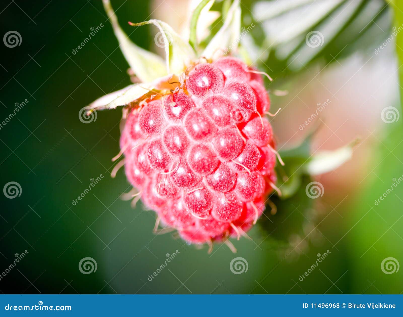Raspberry closeup stock photo. Image of plant, leaf, garden - 11496968
