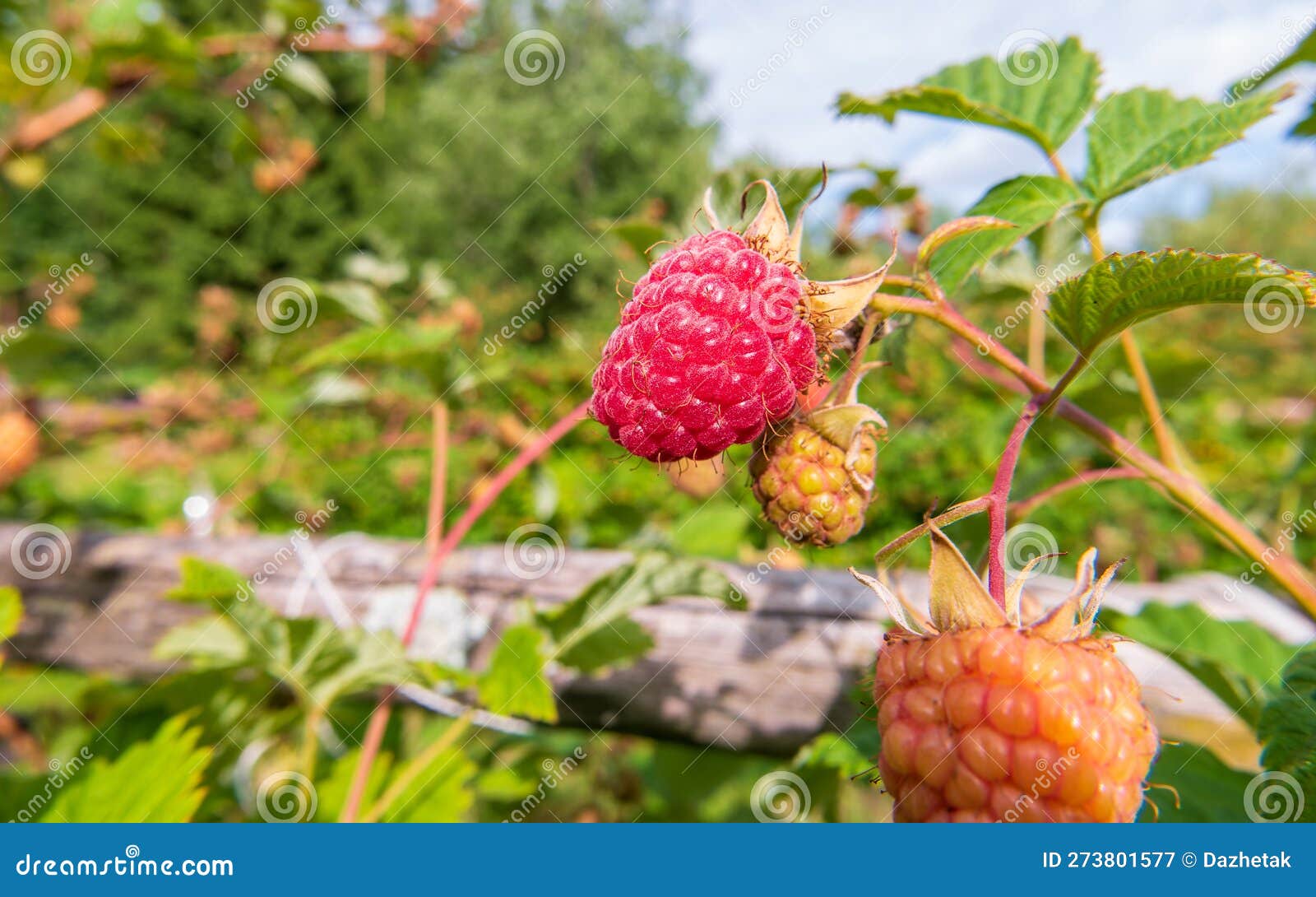 Raspberry Closeup Branch Plant Home Gardening Stock Image - Image of ...