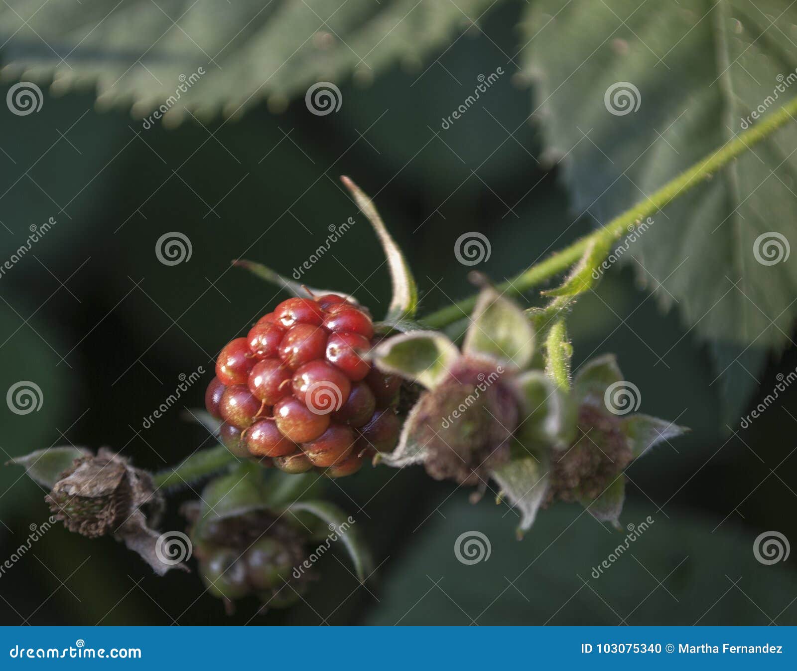 Raspberry stock photo. Image of fruity, clusters, thorny - 103075340