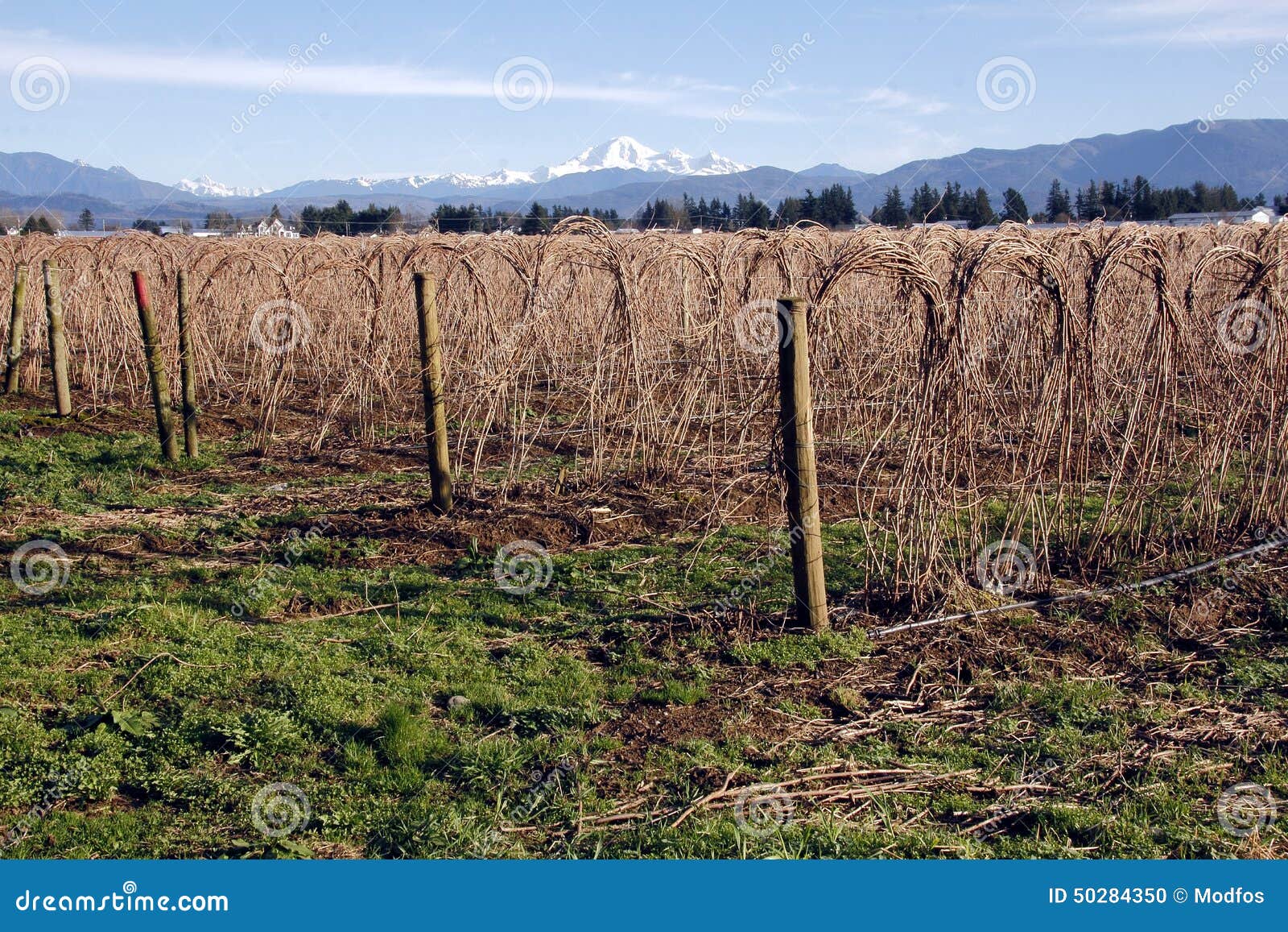 Raspberry Crop and Mount Baker Stock Photo - Image of america, pacific ...