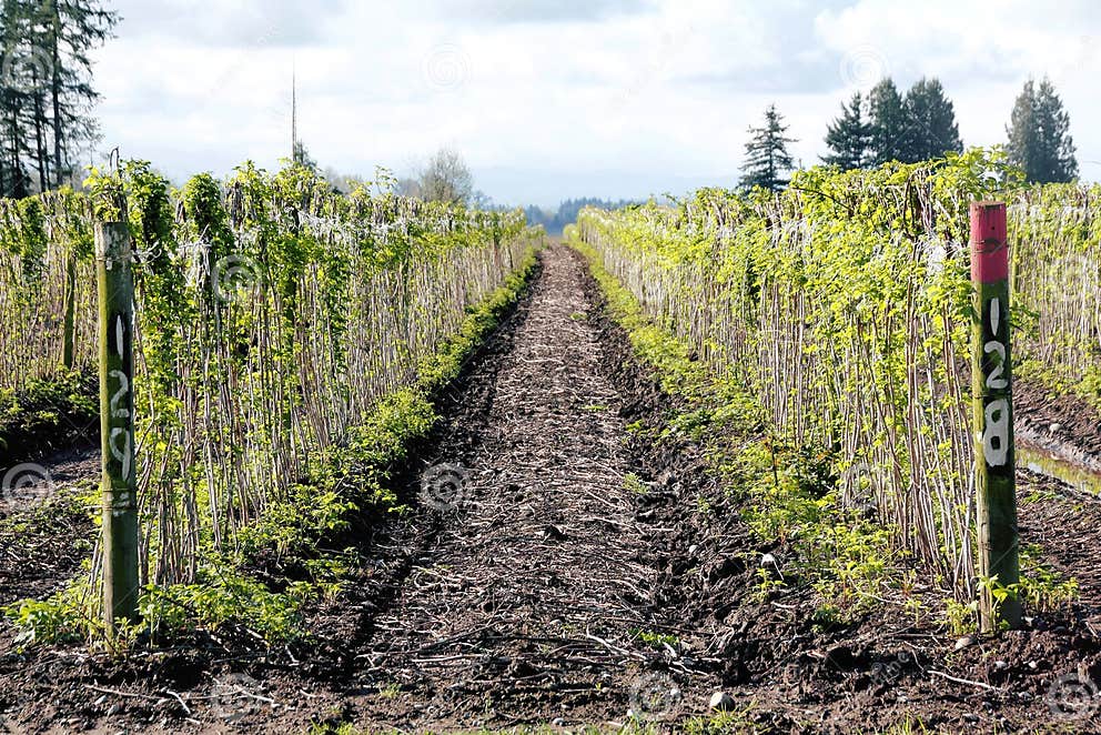 Raspberry Crop in Washington State Stock Photo - Image of agriculture ...