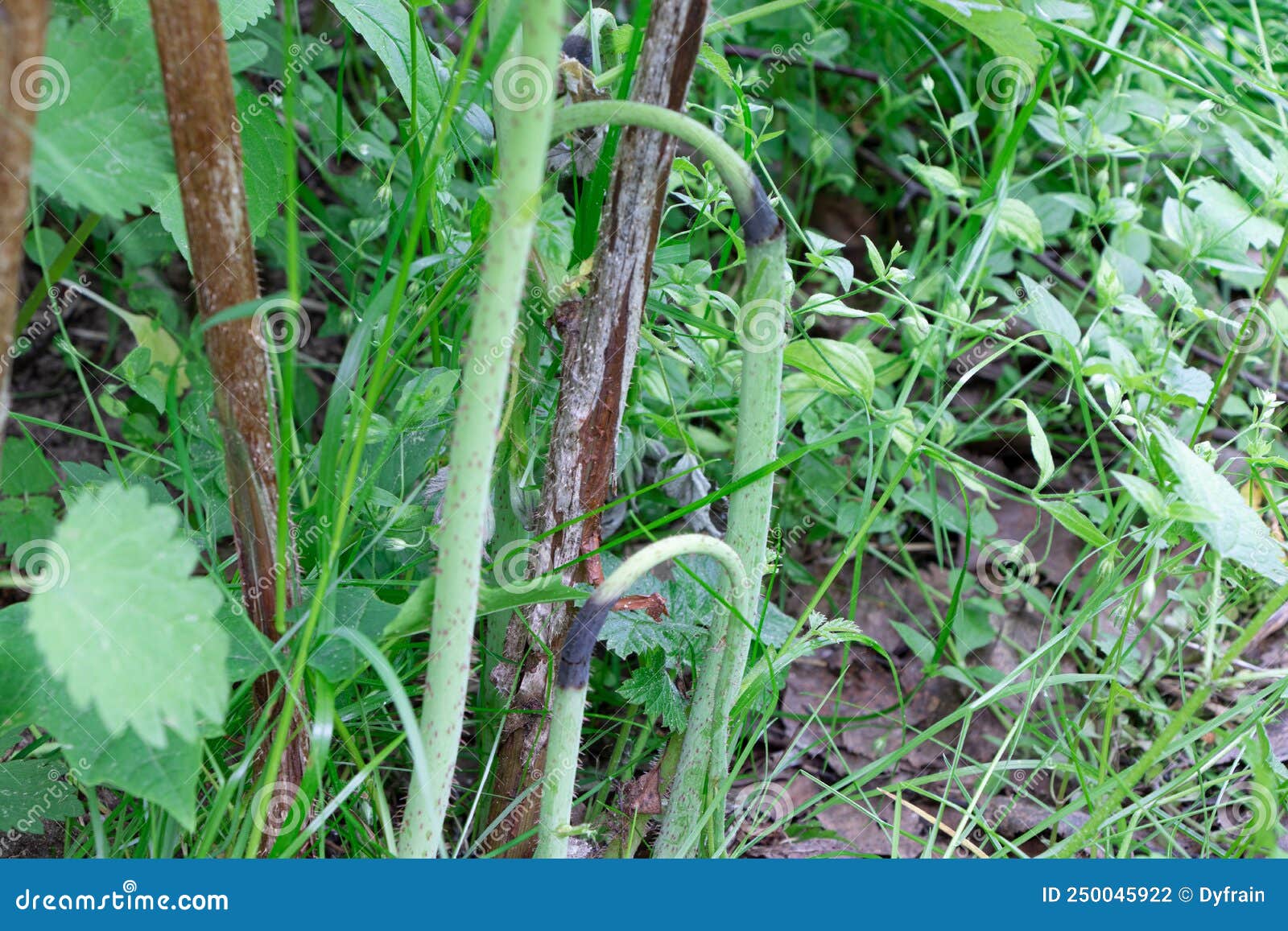 Raspberry Diseases. Stem Fly on Raspberries Stock Photo - Image of ...