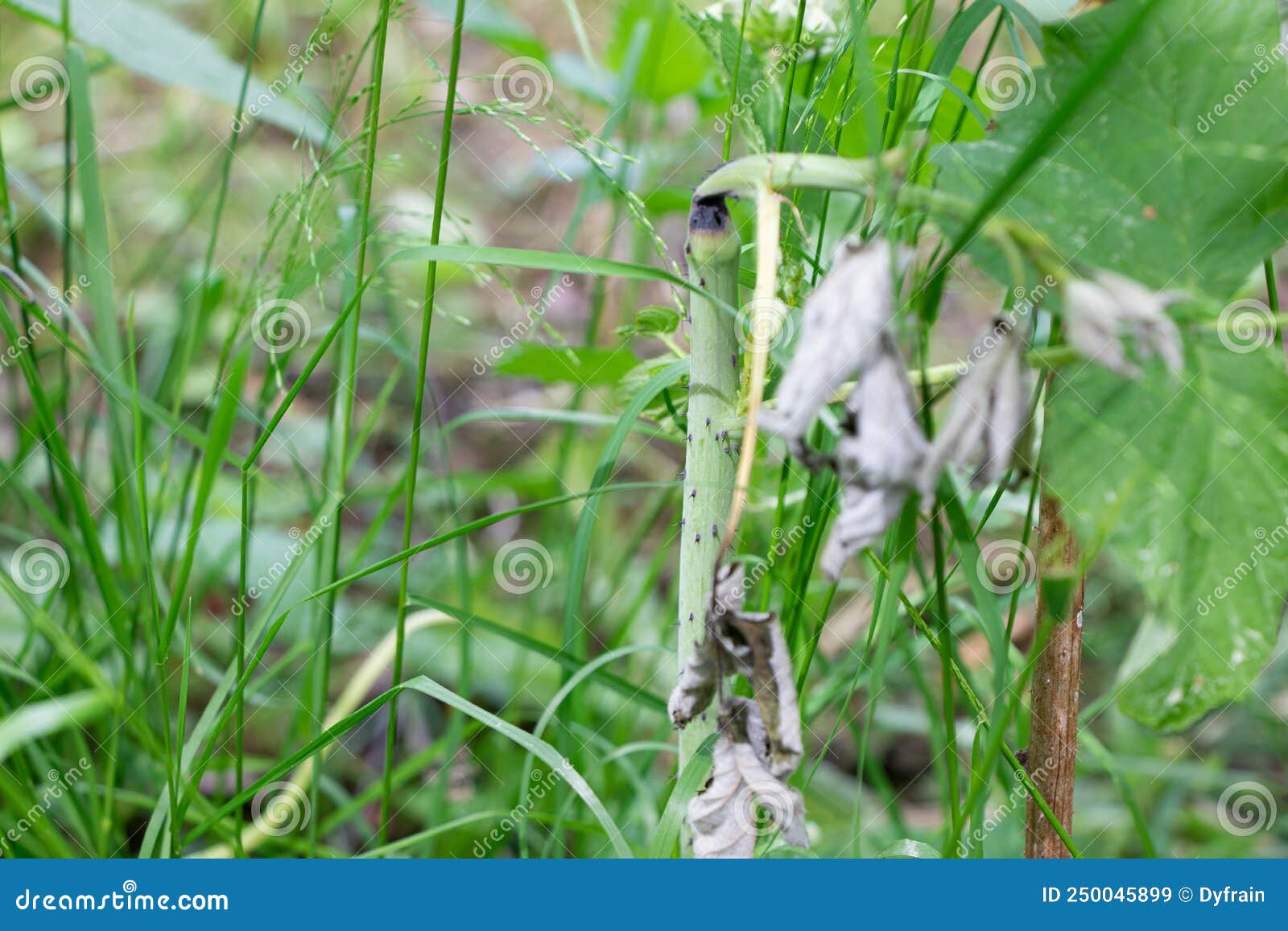Raspberry Diseases. Stem Fly on Raspberries Stock Image - Image of ...