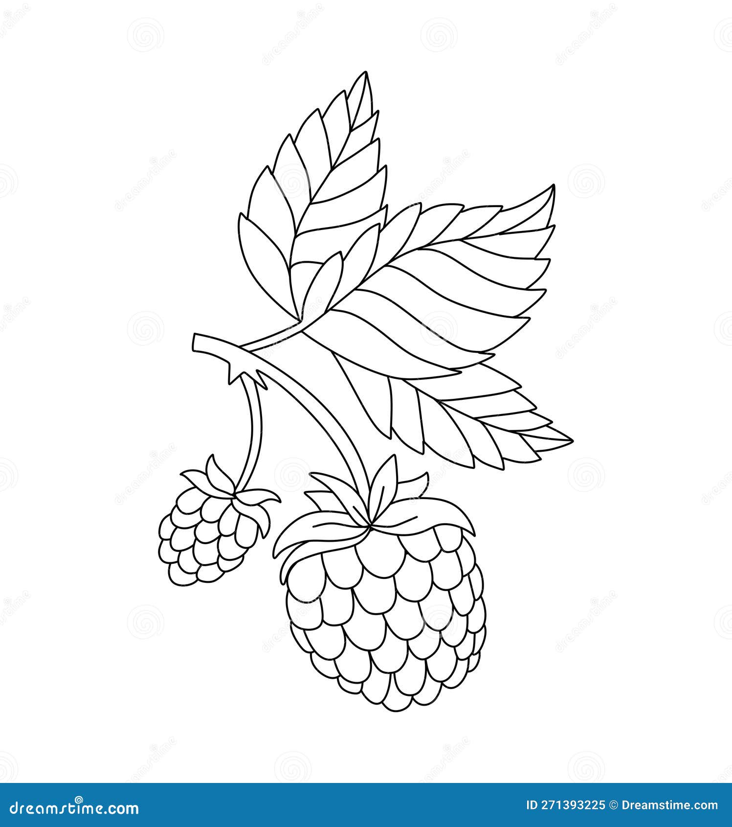 Raspberry Doodle Vector Illustration Coloring Book for Kids Stock ...