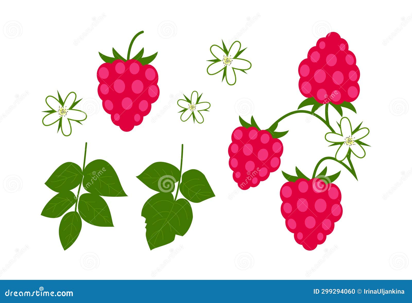 Raspberry Element Set. Berries, Leaves and Flowers on White. Stock ...