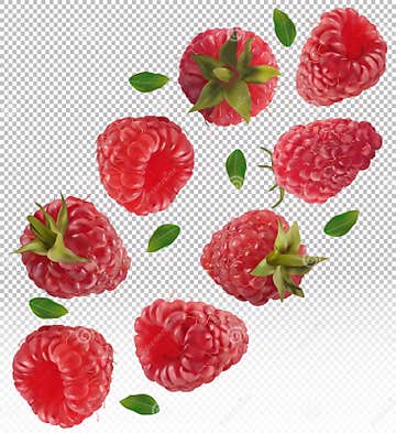 Raspberry Falling from Different Angles. Flying Raspberry with Green ...