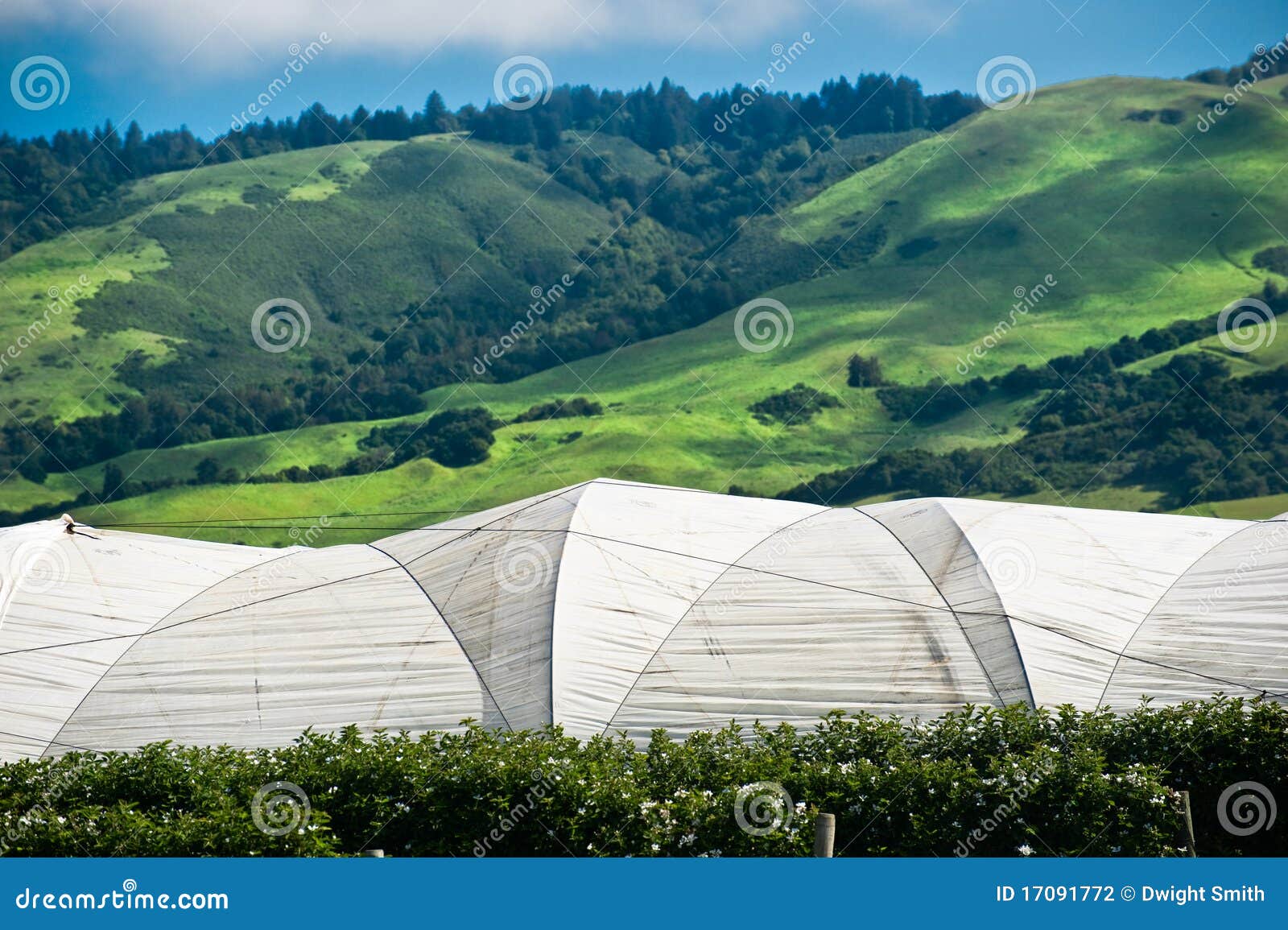 Raspberry Farm stock photo. Image of curve, cold, crop - 17091772