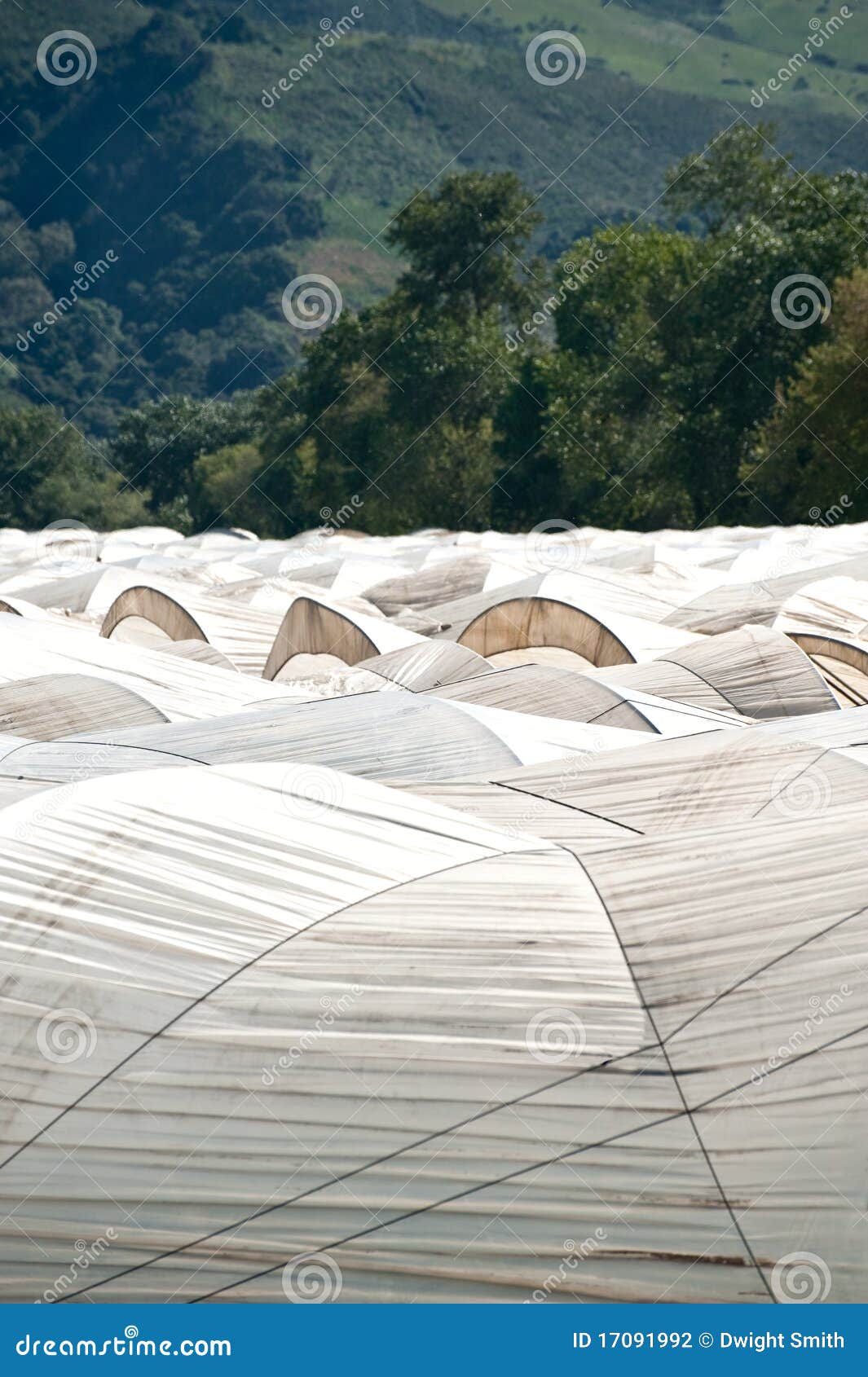 Raspberry Field stock photo. Image of environmental, earth - 17091992