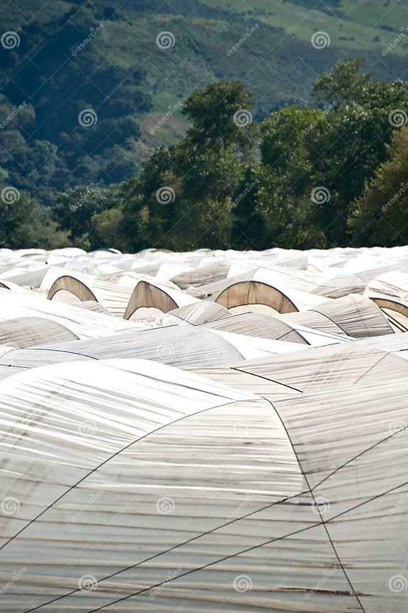 Raspberry Field stock photo. Image of environmental, earth - 17091992