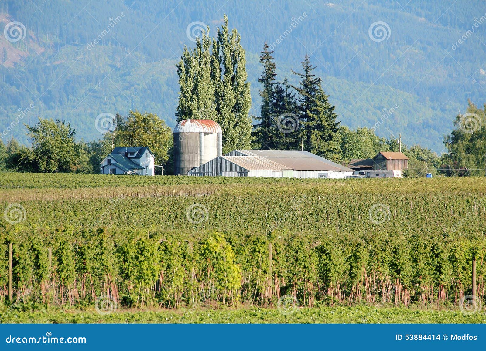 Raspberry Field stock photo. Image of fresh, raspberries - 53884414