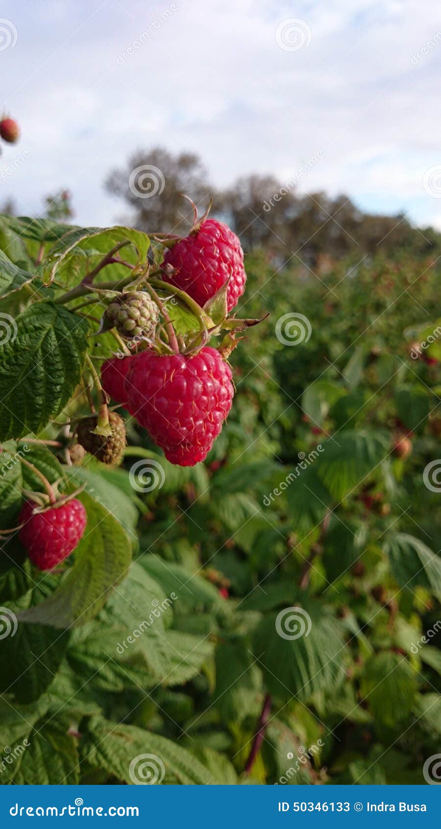 Raspberry field stock image. Image of tasty, raspberrys - 50346133