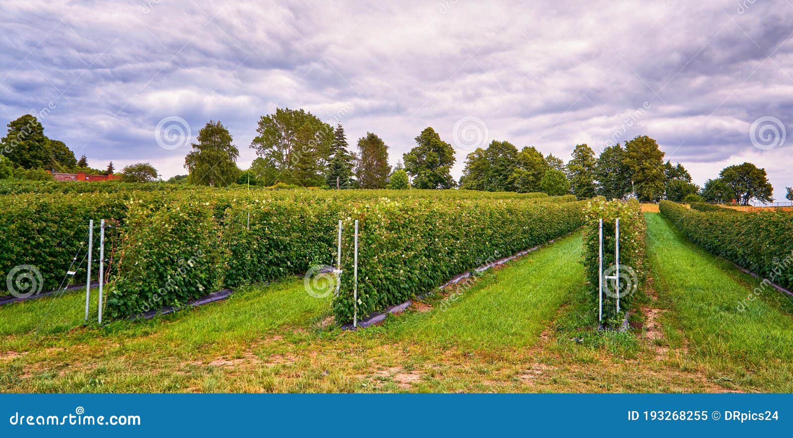 2,561 Raspberry Plant Field Stock Photos - Free & Royalty-Free Stock ...