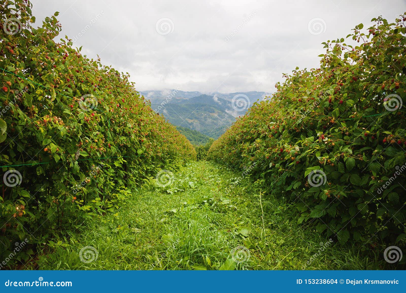 Raspberry Fields in Serbia stock photo. Image of gathering - 153238604