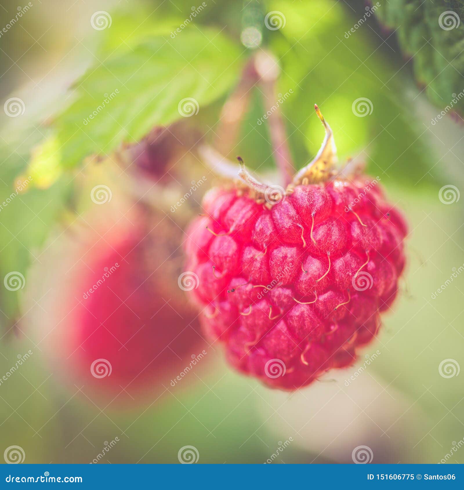 Raspberry fingers stock image. Image of fruits, healthy - 151606775