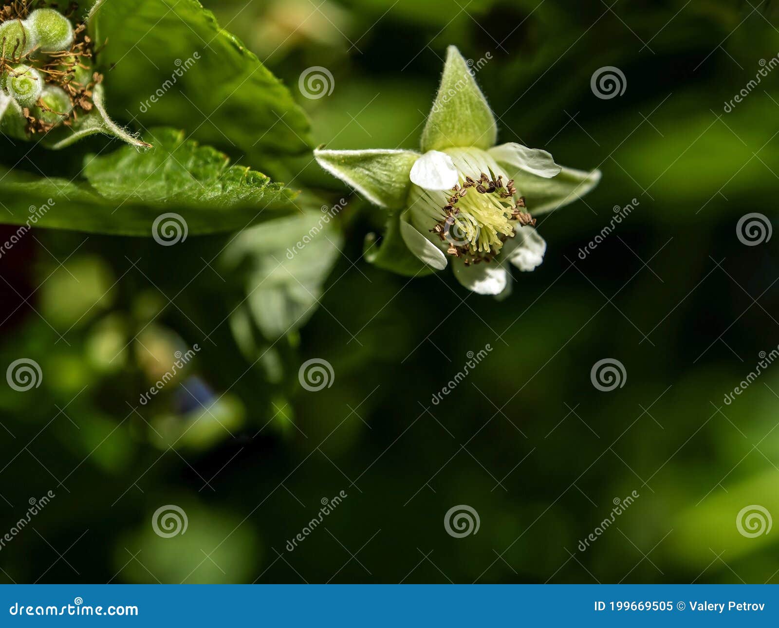 Raspberry Flower on Blurred Natural Background, Close-up Stock Image ...