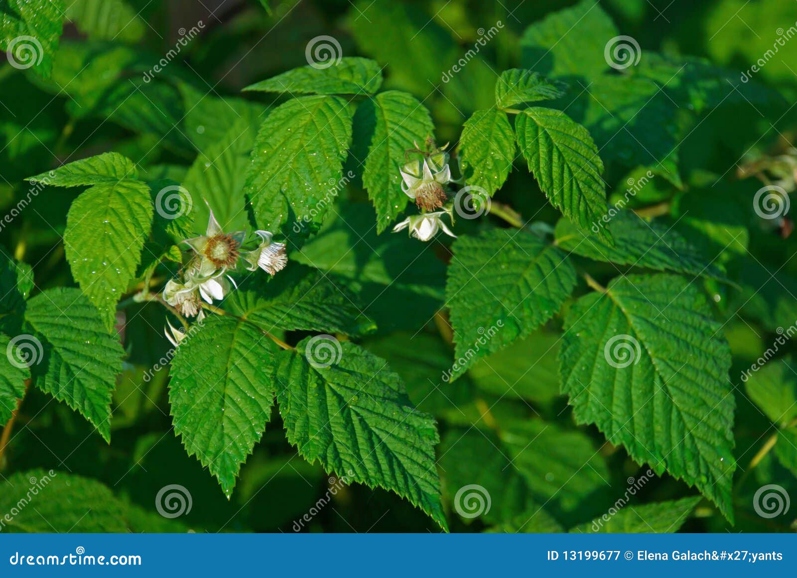 Raspberry flowers stock image. Image of leaves, summerhouse - 13199677