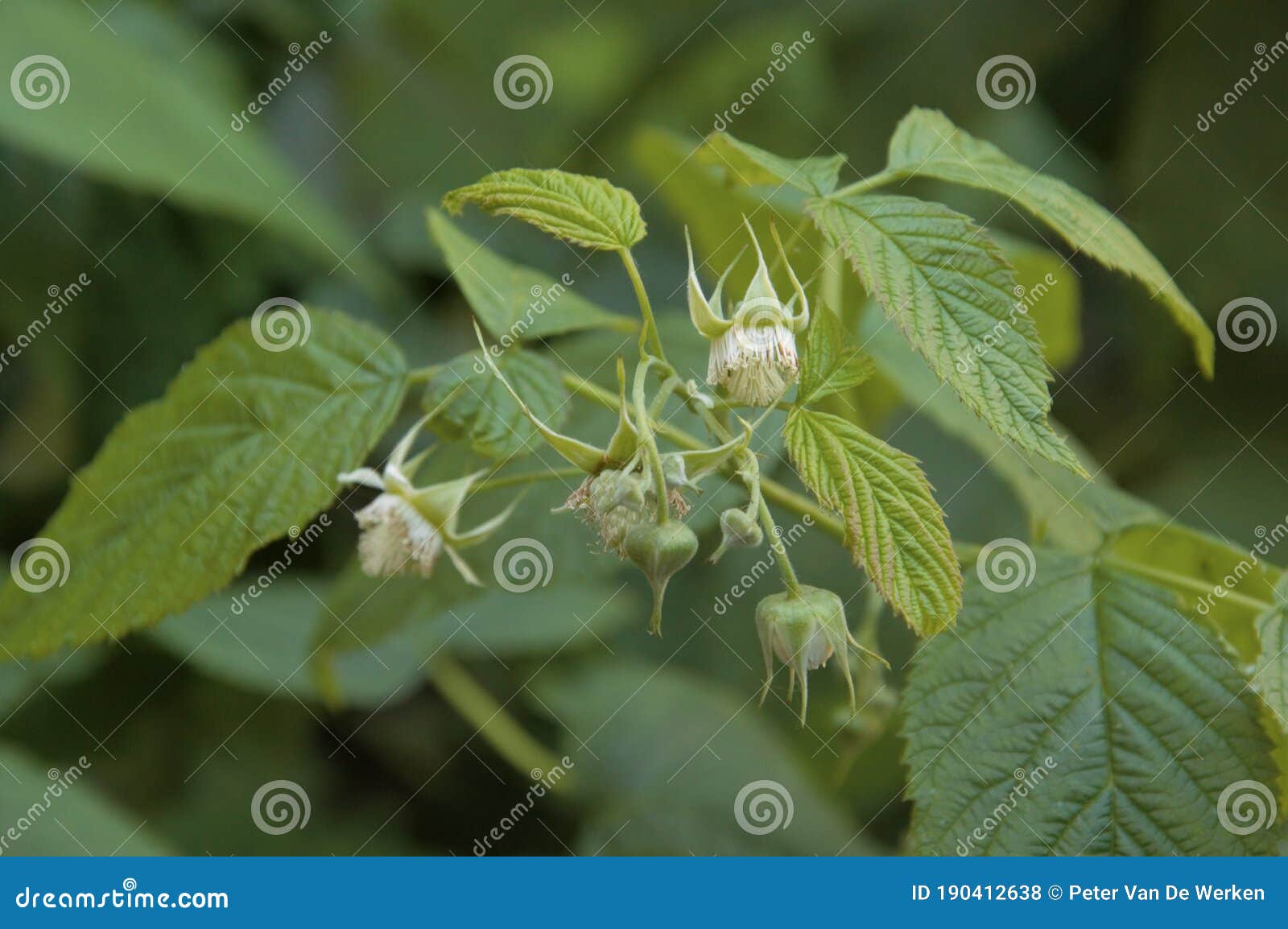 Raspberry Flowers and Buds with Green Leaves Stock Photo - Image of ...