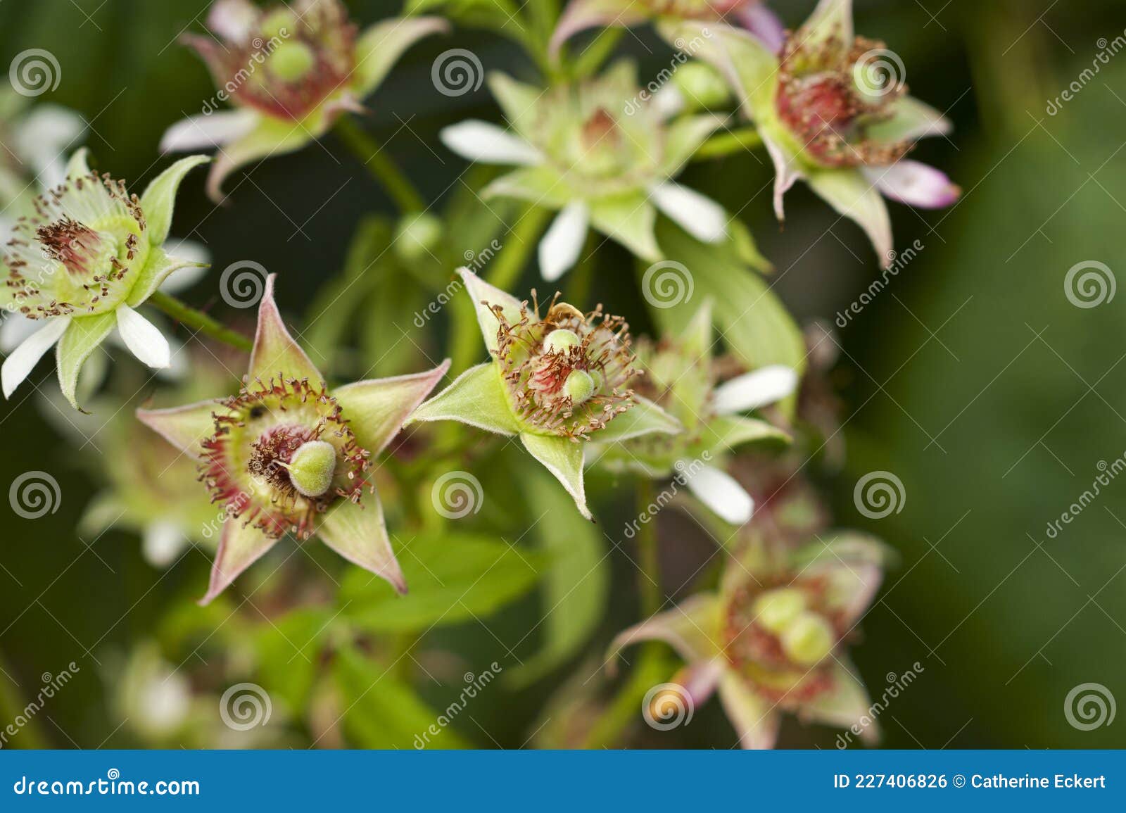 Poor Pollination Stock Photos - Free & Royalty-Free Stock Photos from ...