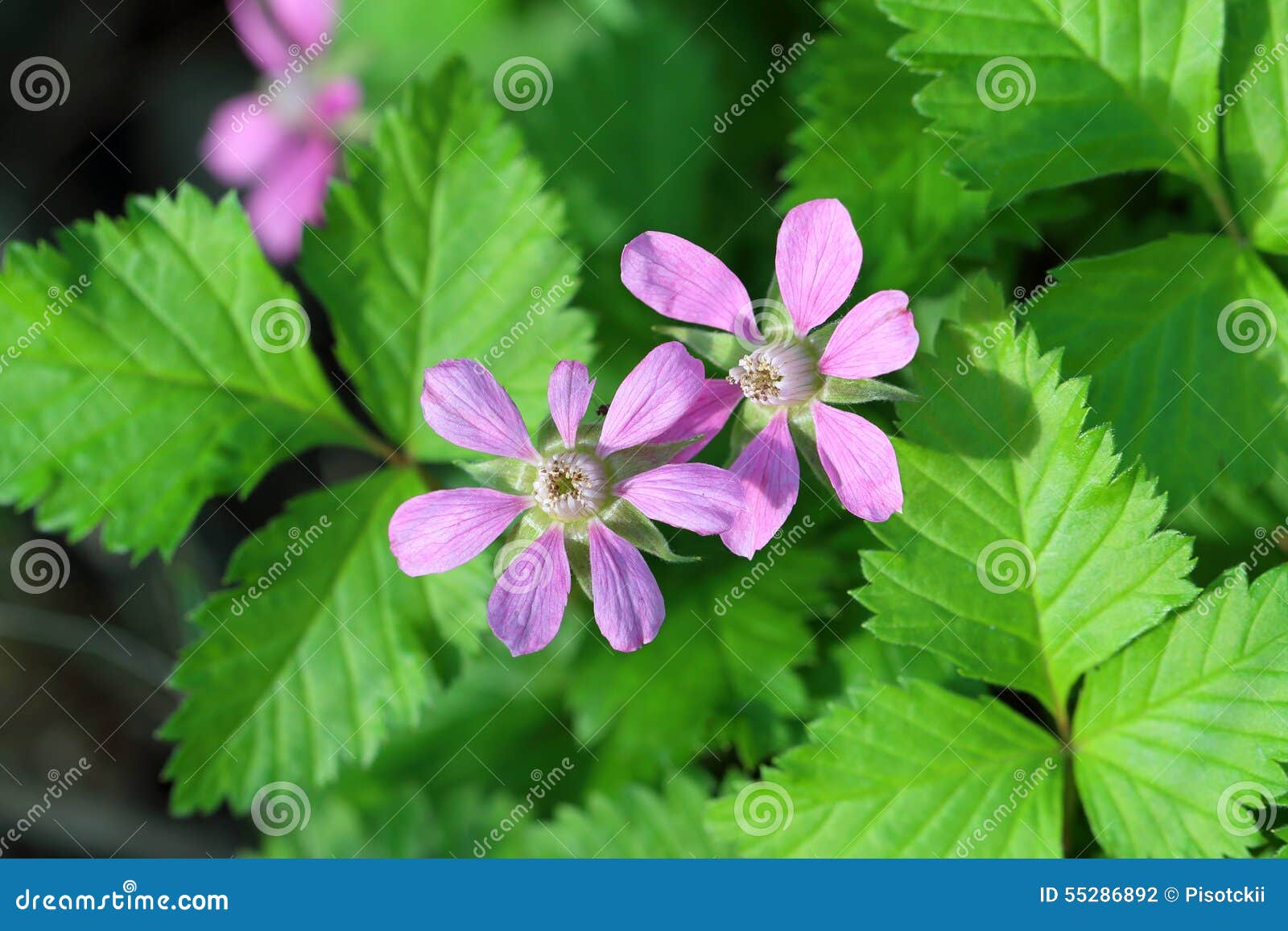 Raspberry. Flowers of a Plant Stock Photo - Image of forest, tasty ...