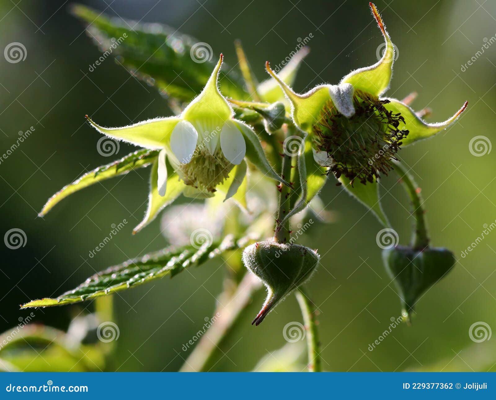 Raspberry flowers stock photo. Image of sunlight, growing - 229377362
