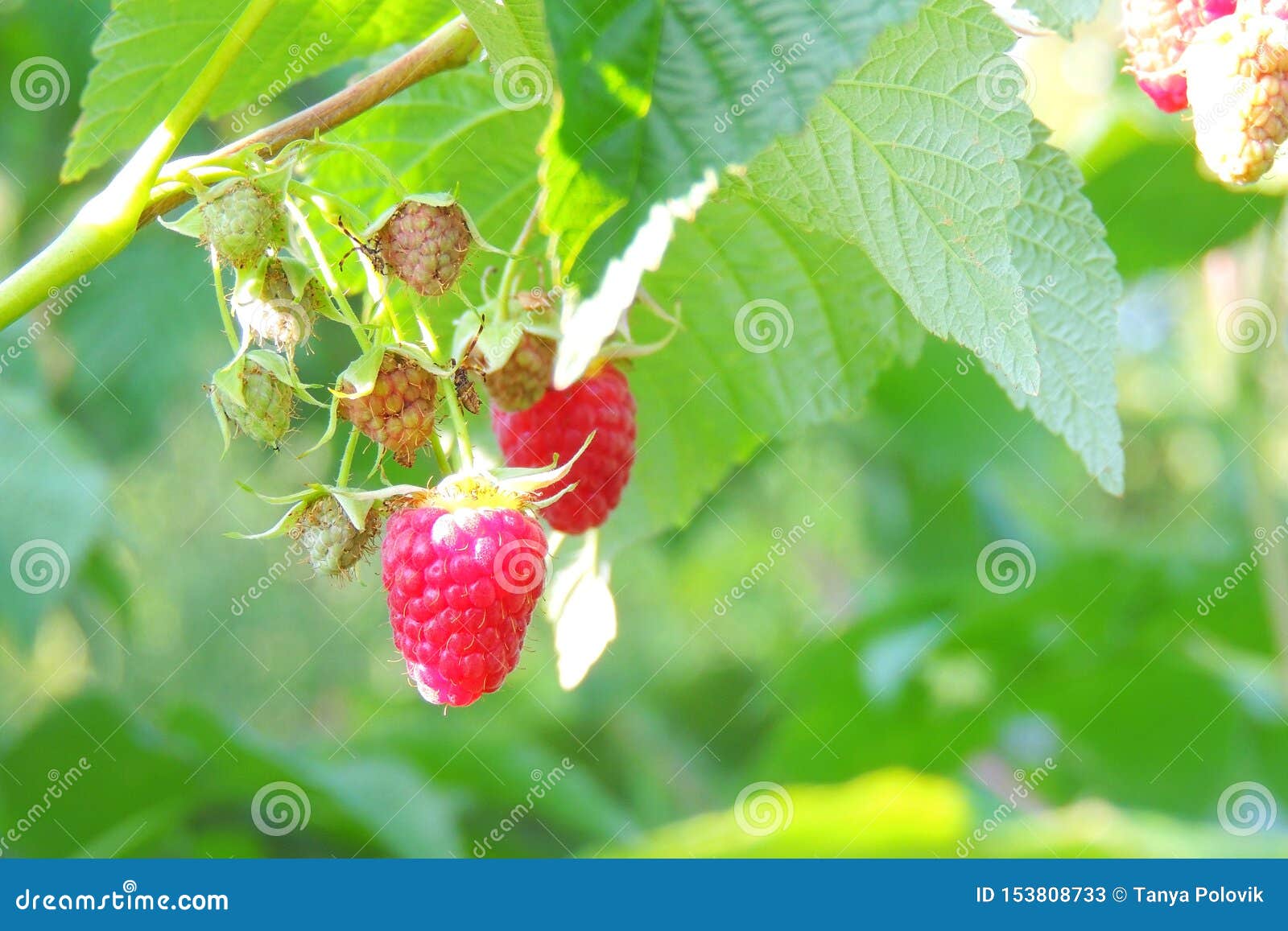 Raspberry in the forest stock image. Image of foliage - 153808733