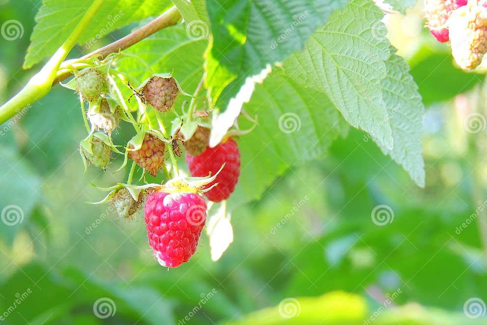 Raspberry in the forest stock image. Image of foliage - 153808733