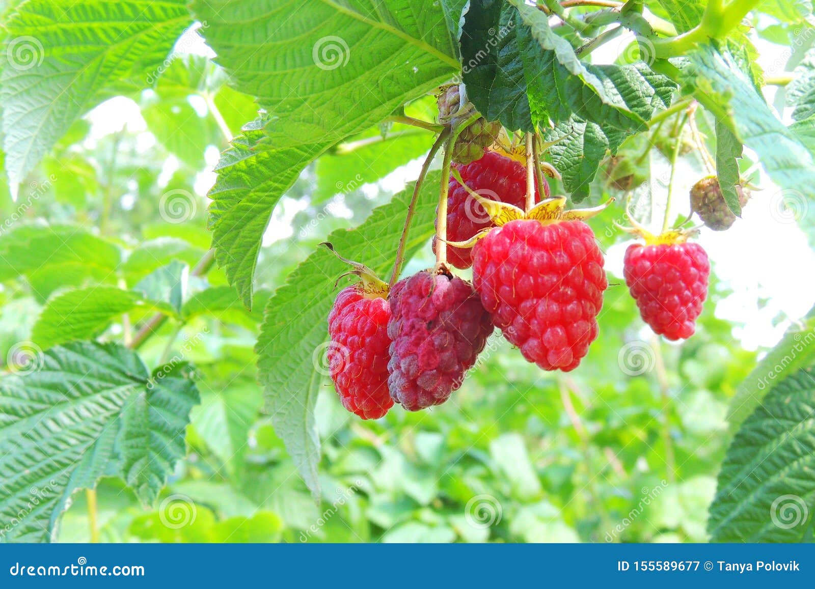Raspberry in the forest stock image. Image of bush, closeup - 155589677